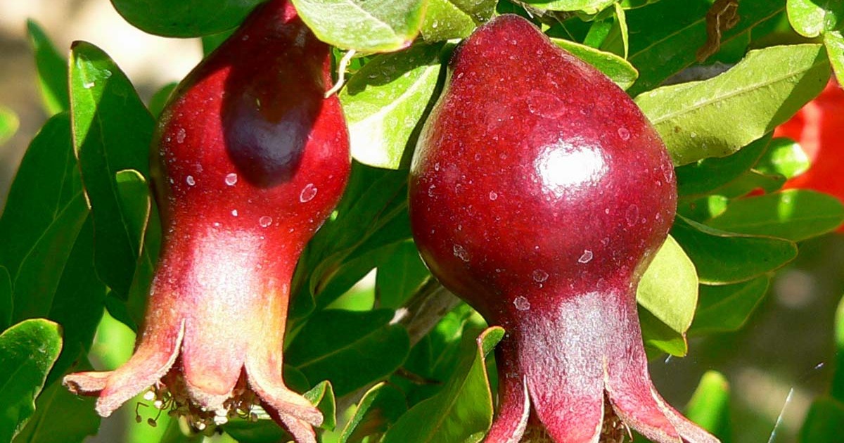 Creating a Mini Indoor Orchard for Winter - The Garden Magazine