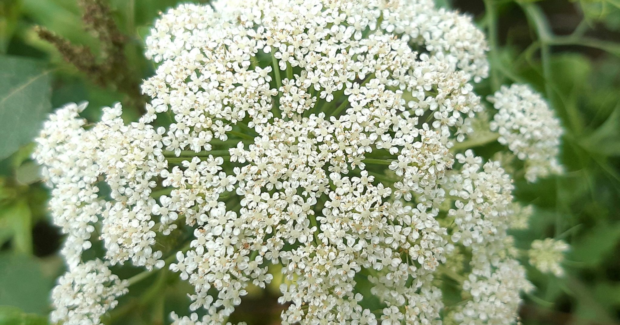 20 Rustic Flowers For The Ultimate Cottagecore Garden - The Garden Magazine