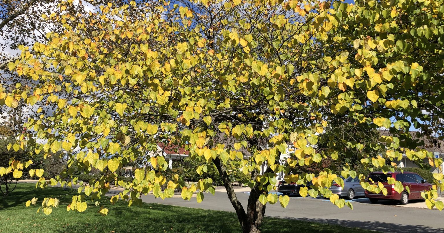 10 Small Trees Perfect for Fall Foliage - The Garden Magazine