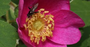 15 Flowers That Symbolize Freedom and Independence - The Garden Magazine