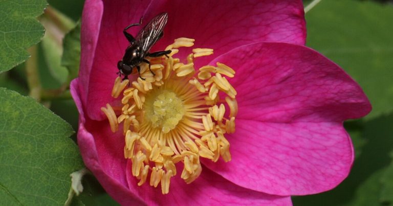 Plants That Have Special Meaning for Indigenous People - The Garden ...