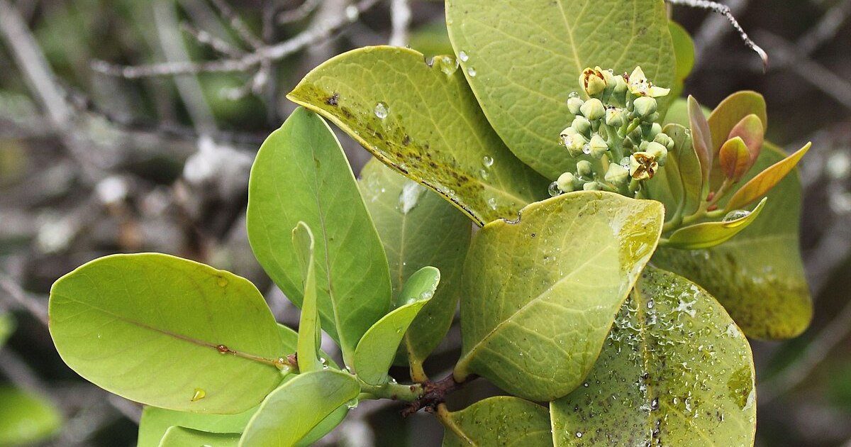 Plants with Spiritual and Religious Significance - The Garden Magazine