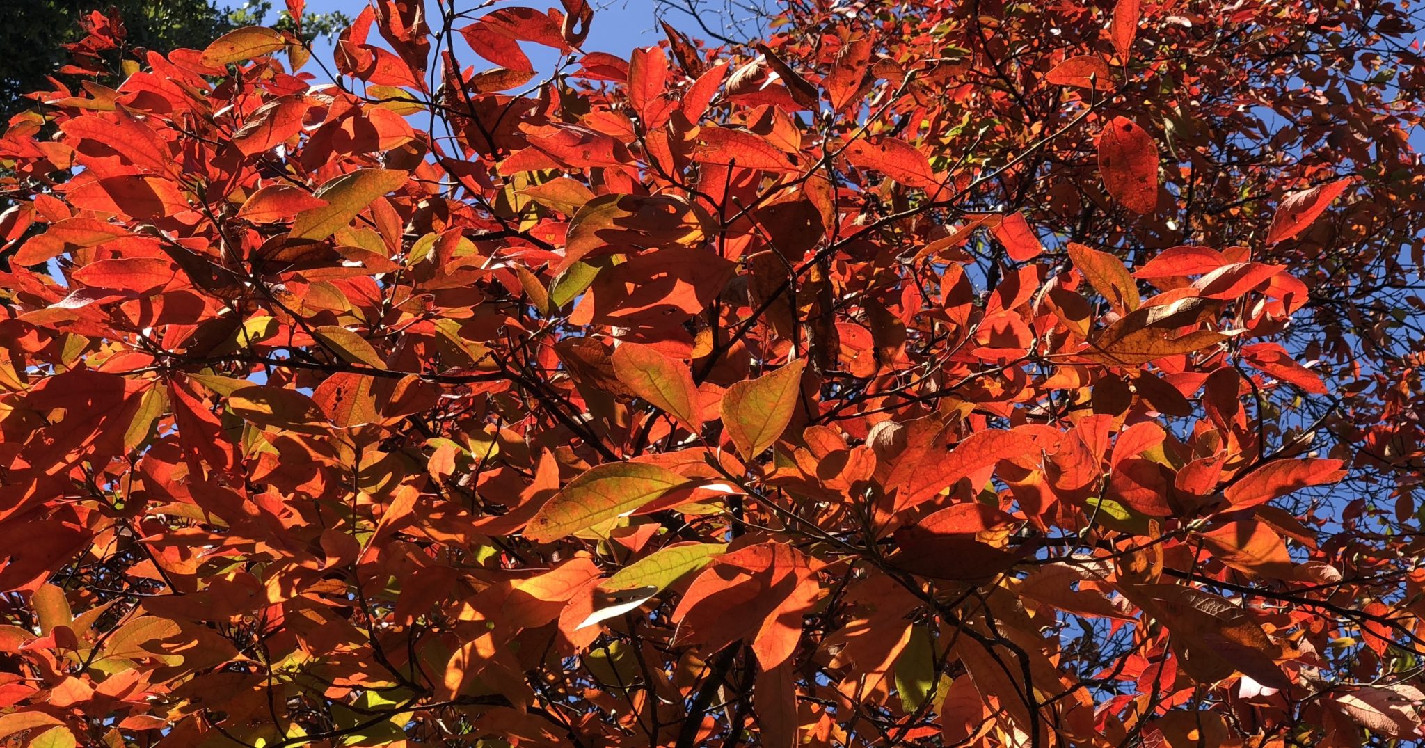 10 Best Trees for Stunning Fall Foliage Displays - The Garden Magazine