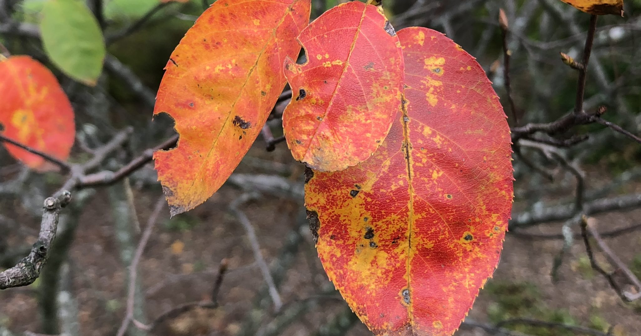 10 Small Trees Perfect for Fall Foliage - The Garden Magazine