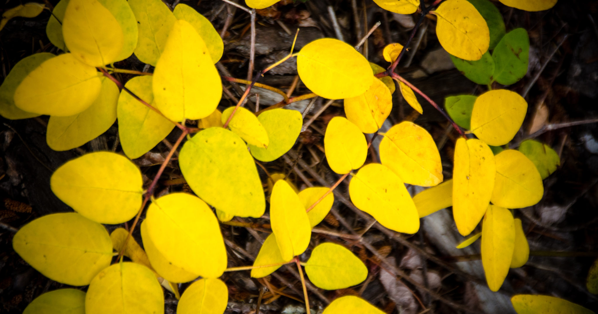 10 Small Trees Perfect for Fall Foliage - The Garden Magazine