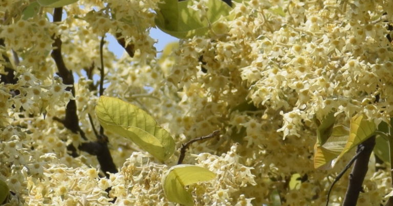 Plants with Significance to Buddhists Around the World - The Garden ...