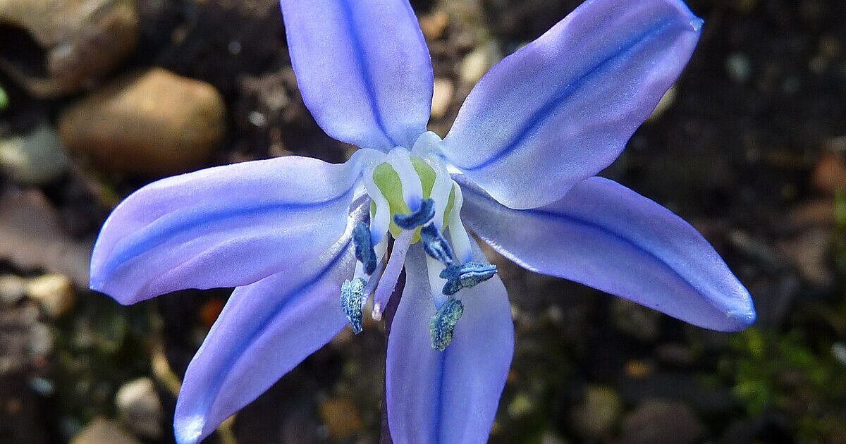 15 Flowers That Start Blooming At The Beginning Of Spring - The Garden ...