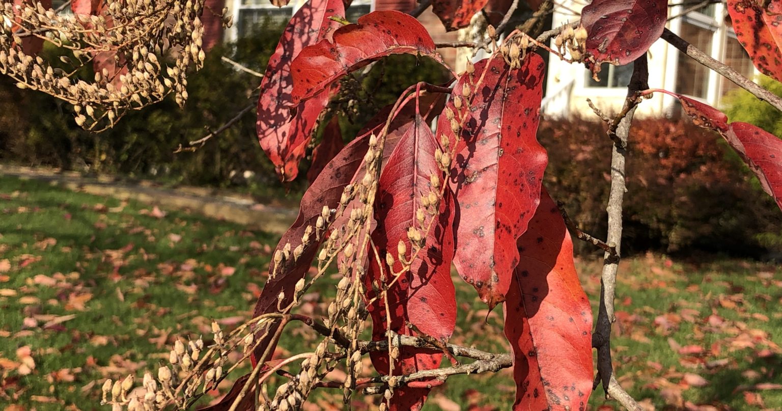 10 Best Trees for Stunning Fall Foliage Displays - The Garden Magazine