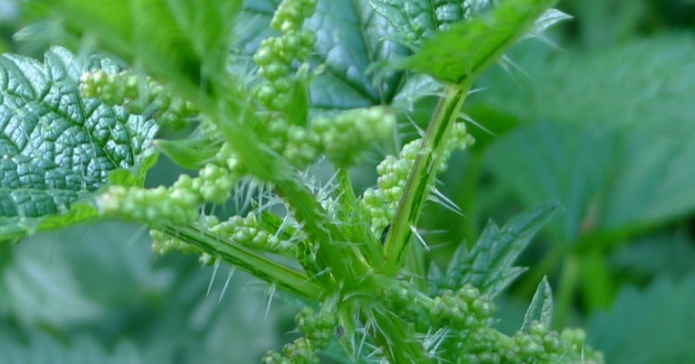 21 Edible Wild Plants for Foraging - The Garden Magazine