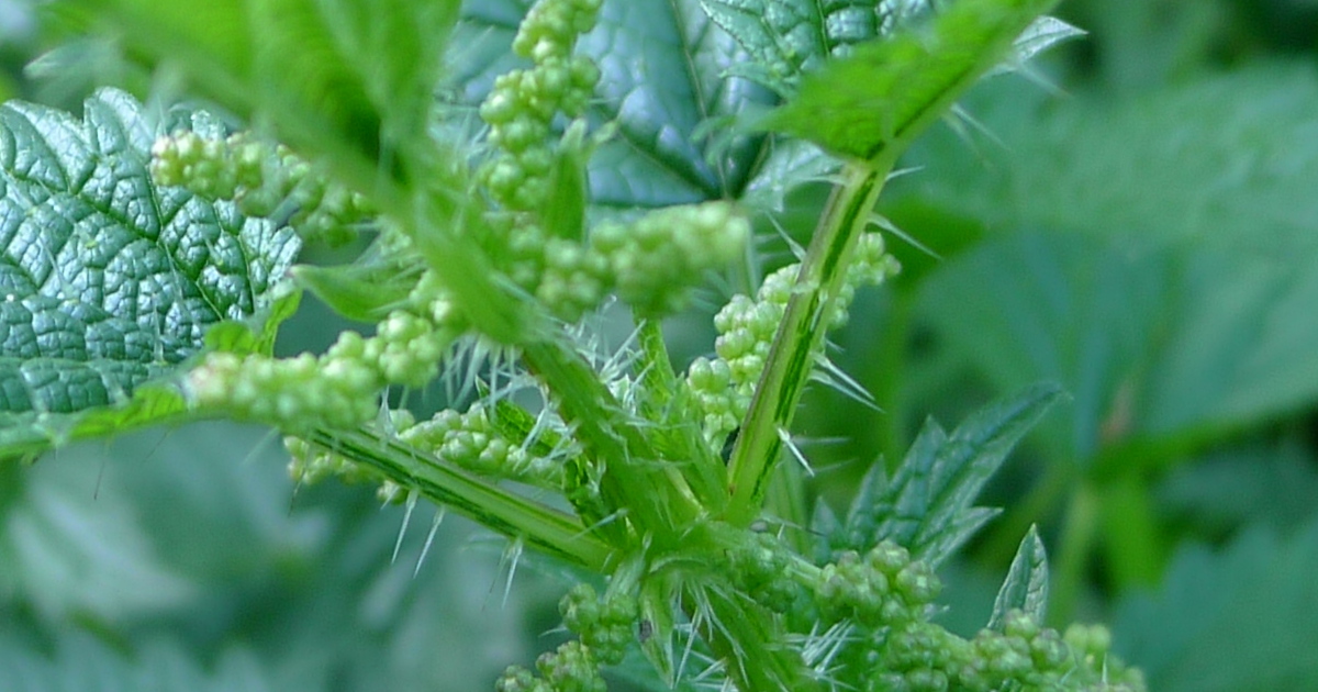 9 Plants That May Cause Allergies and Skin Irritations – Beware - The ...