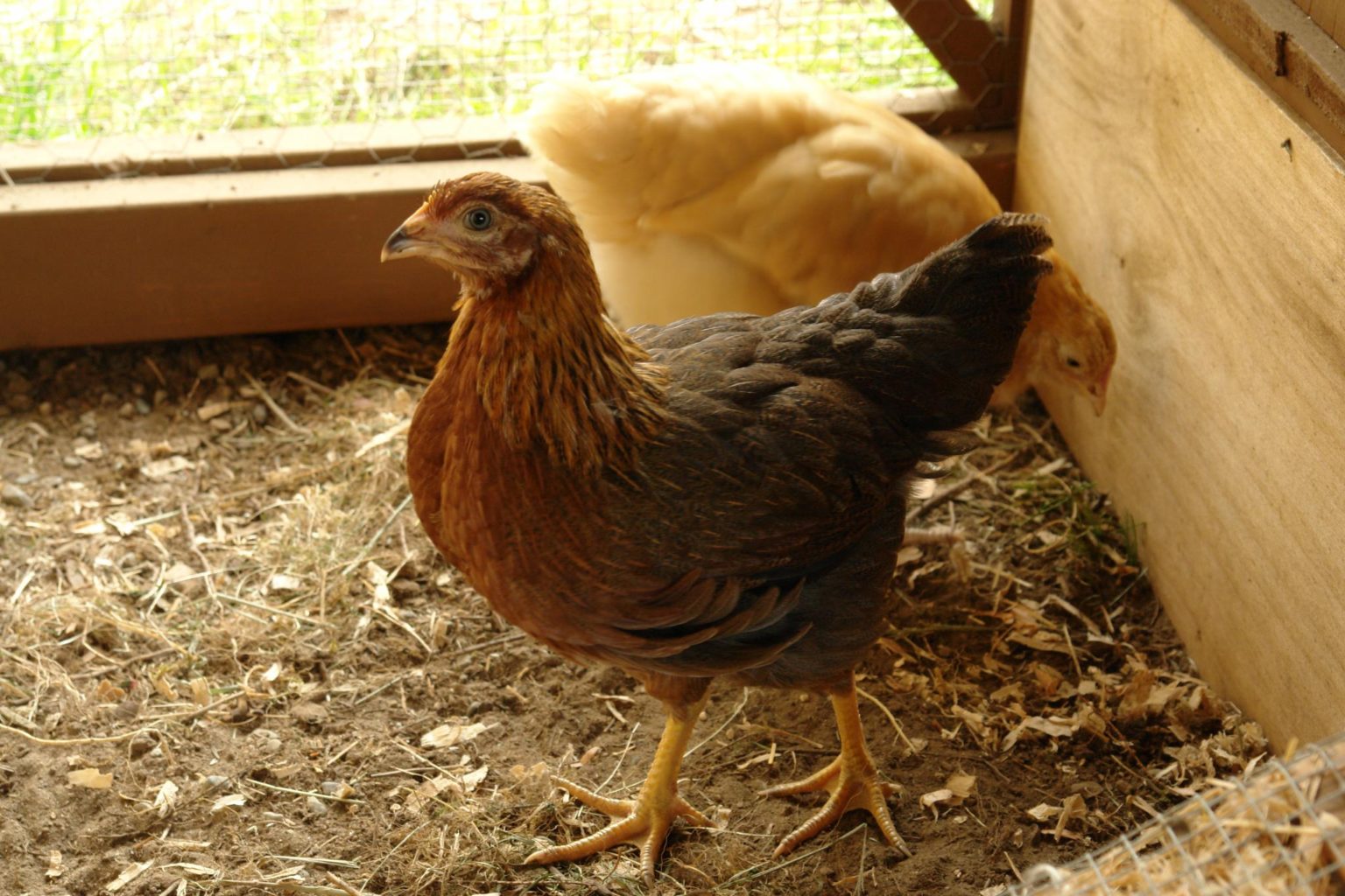 Why Preppers Call This The "Zombie Apocalypse Chicken" - The Garden ...