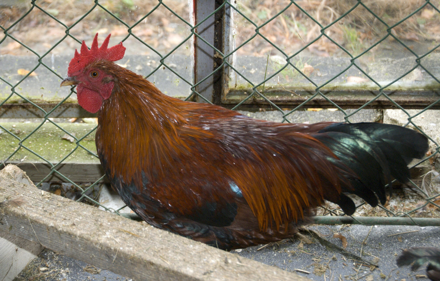 Why Preppers Call This The "Zombie Apocalypse Chicken" - The Garden ...
