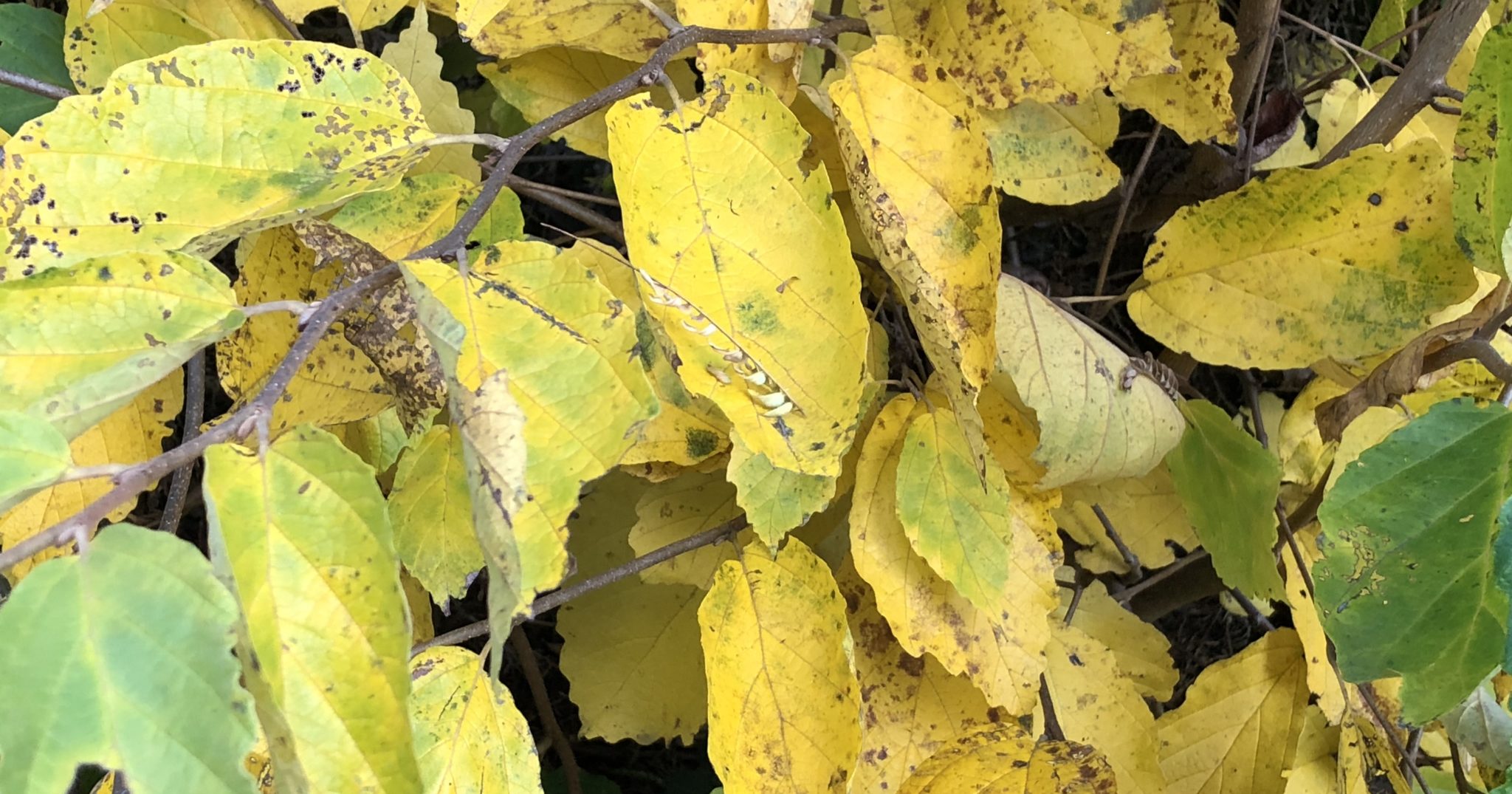 10 Small Trees Perfect for Fall Foliage - The Garden Magazine