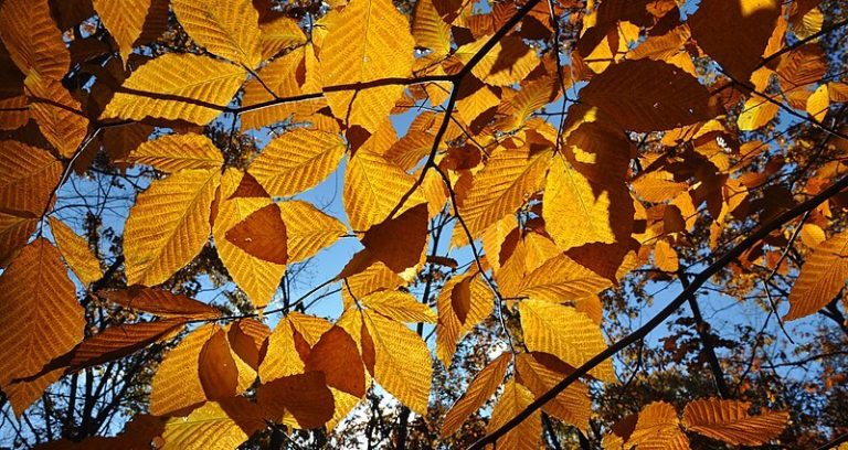 10 Best Trees for Stunning Fall Foliage Displays - The Garden Magazine
