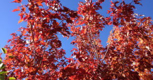 6 Maples with Purple Leaves for Stunning Autumn Displays - The Garden ...