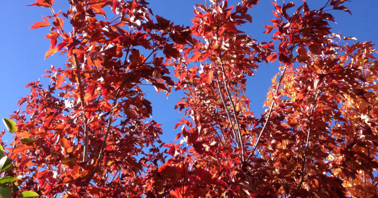 6 Maples with Purple Leaves for Stunning Autumn Displays - The Garden ...