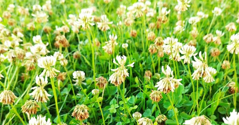 10 Reasons Why You Should Be Using Clover As A Groundcover - The Garden ...