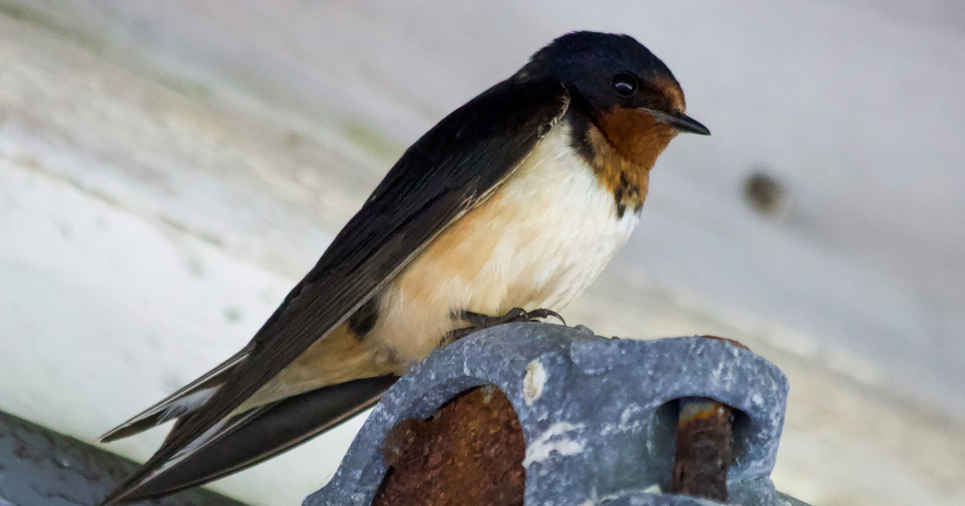 This Bird Eats Hundreds Of Mosquitoes Per Day (How To Attract It) - The ...