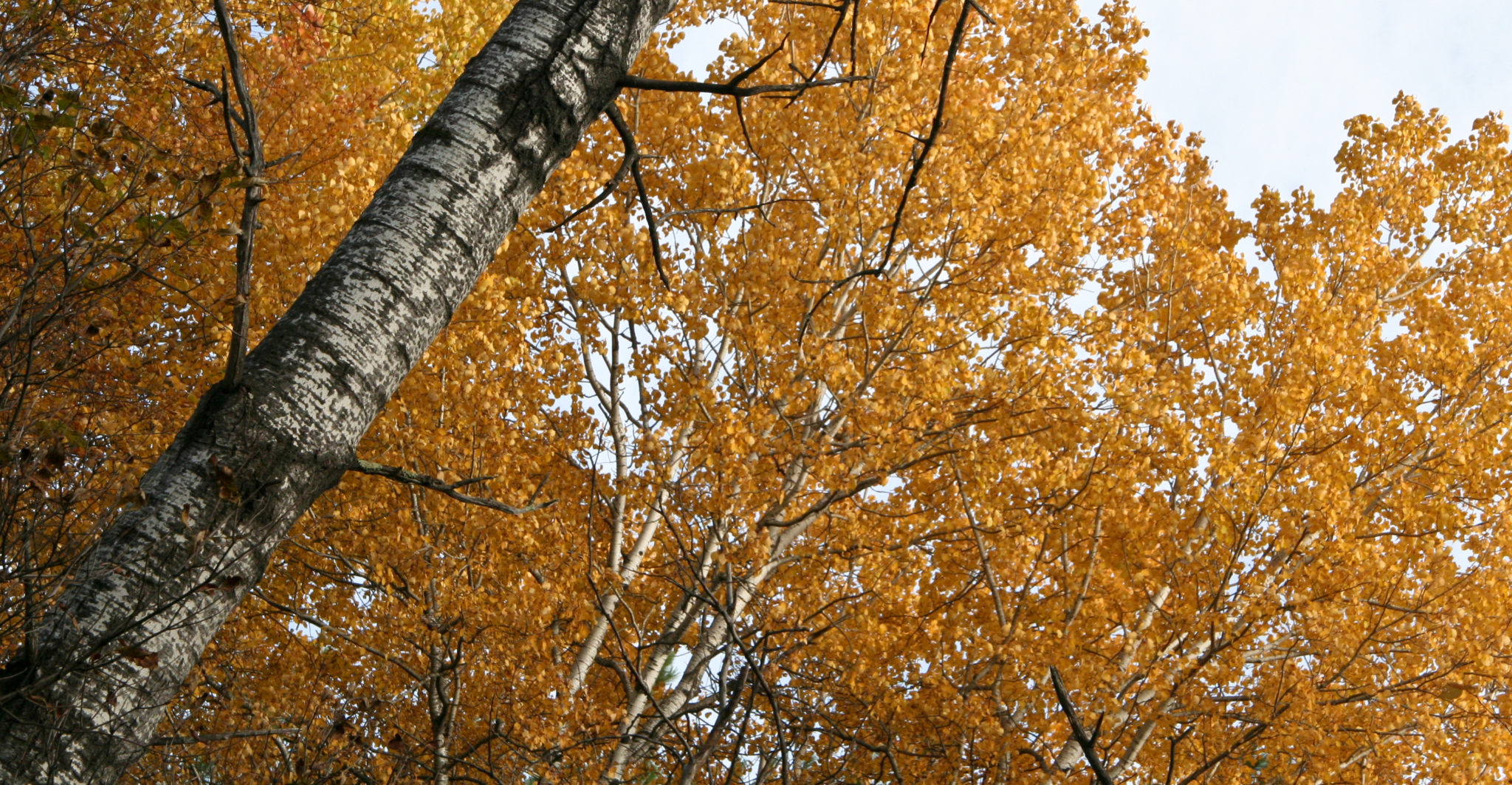 How to Prune Shrubs and Trees in September - The Garden Magazine