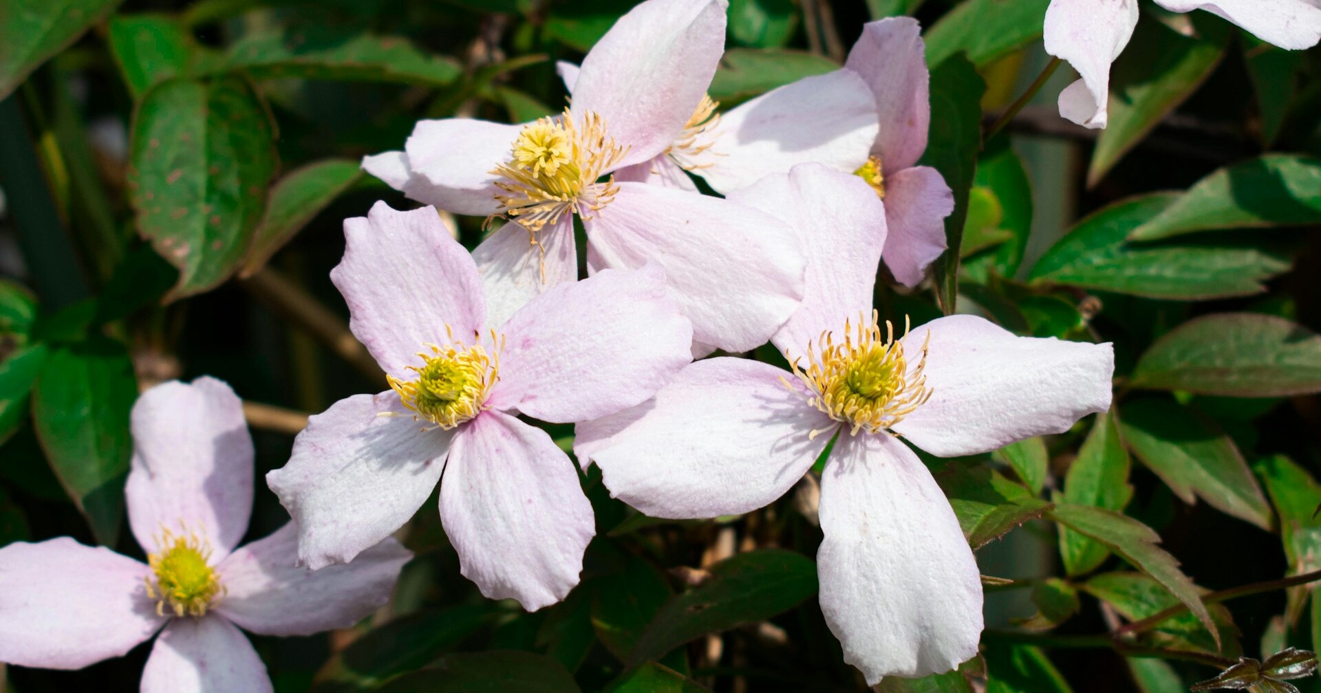 Creating a Fall Scent Garden: Plants That Smell Amazing - The Garden ...