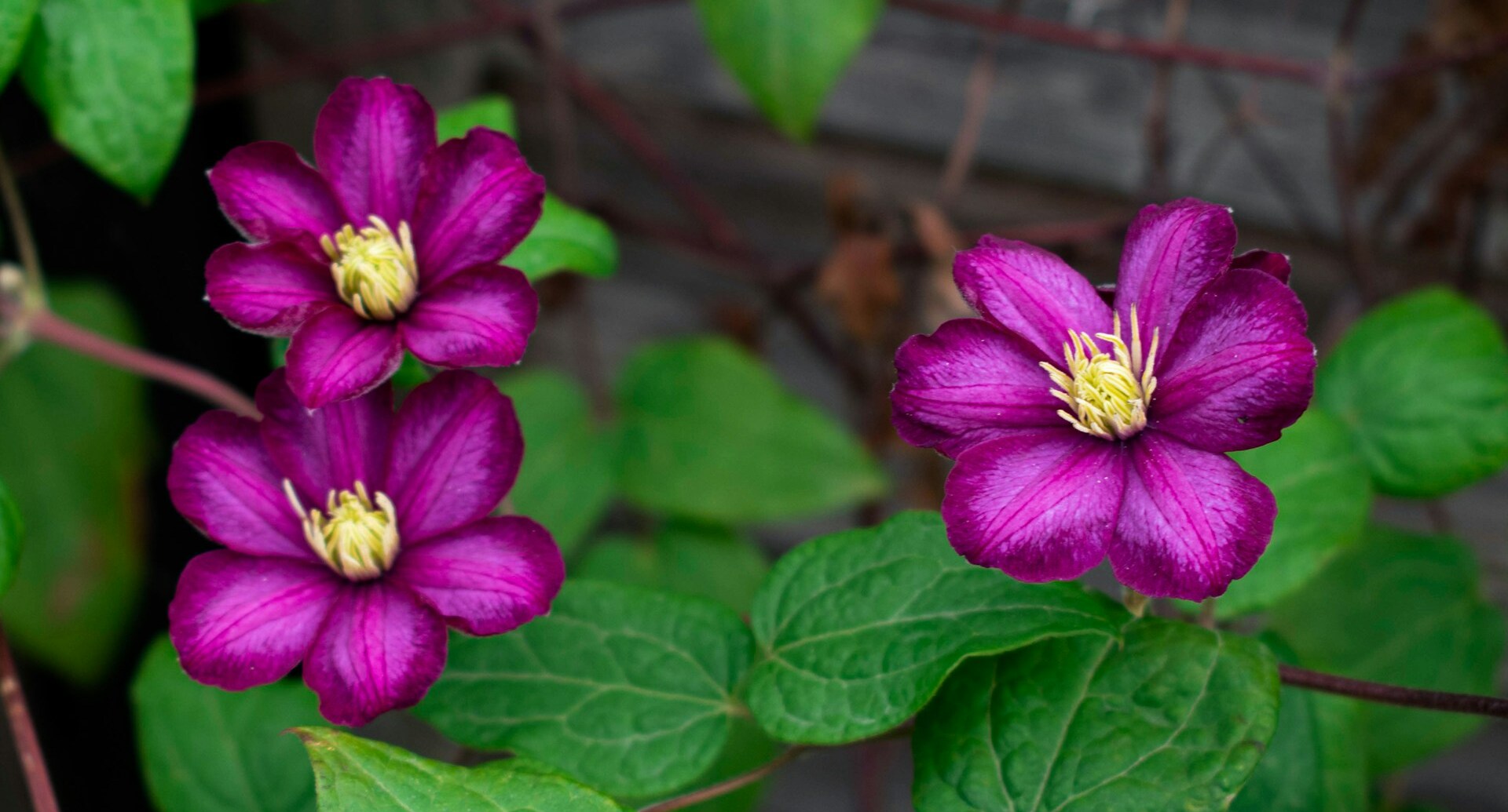 10 Things You Can Do For Your Dying Clematis - The Garden Magazine