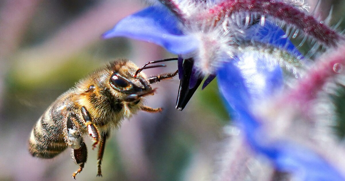 Why Every Garden Needs To Have This Native, Blue Flower - The Garden ...