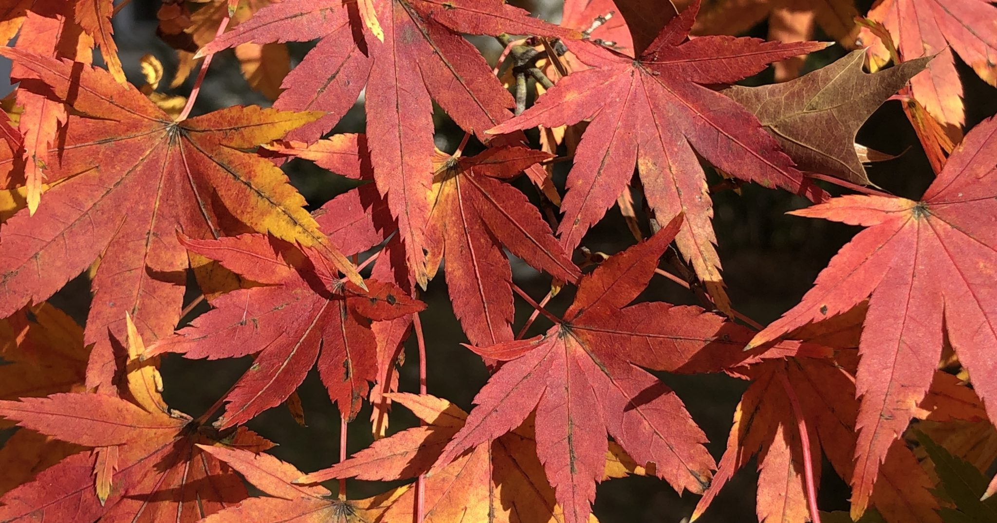10 Maples with Brilliant Red Fall Leaves - The Garden Magazine
