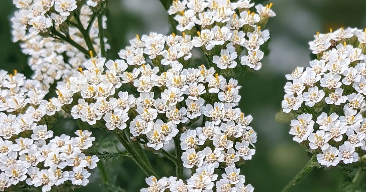 Why Growing Yarrow Can Improve Your Garden And May Improve Your Health ...