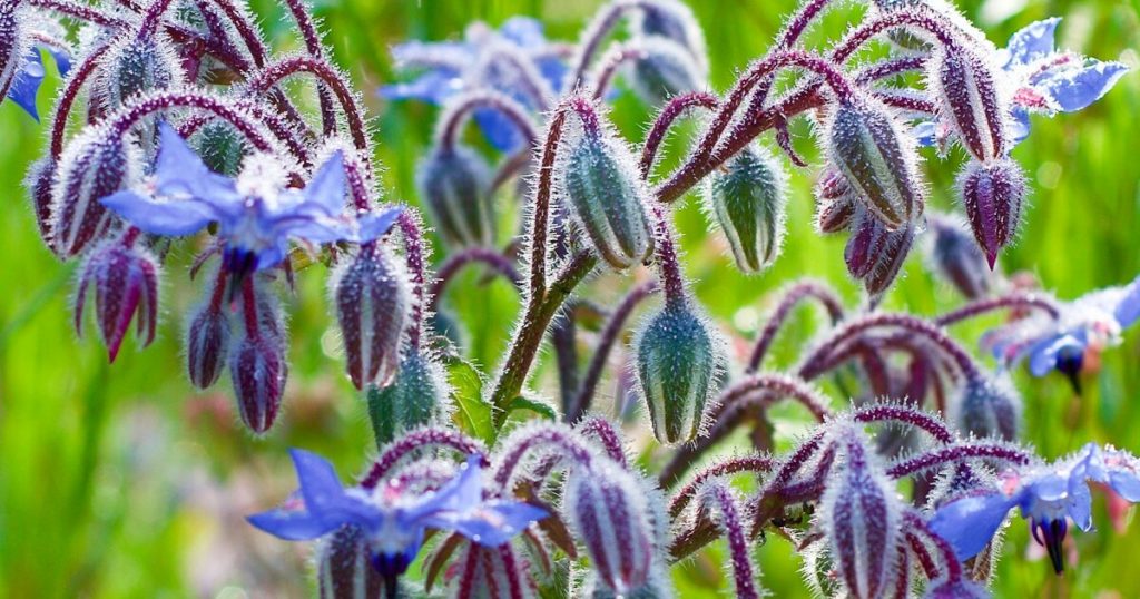 Why Every Garden Needs To Have This Native, Blue Flower - The Garden ...