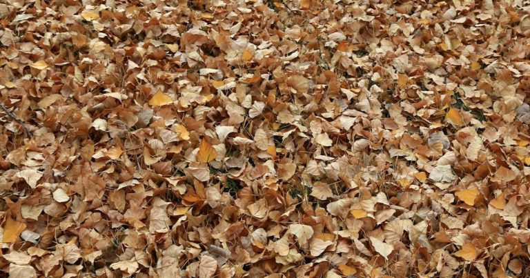 10 Small Trees Perfect for Fall Foliage - The Garden Magazine