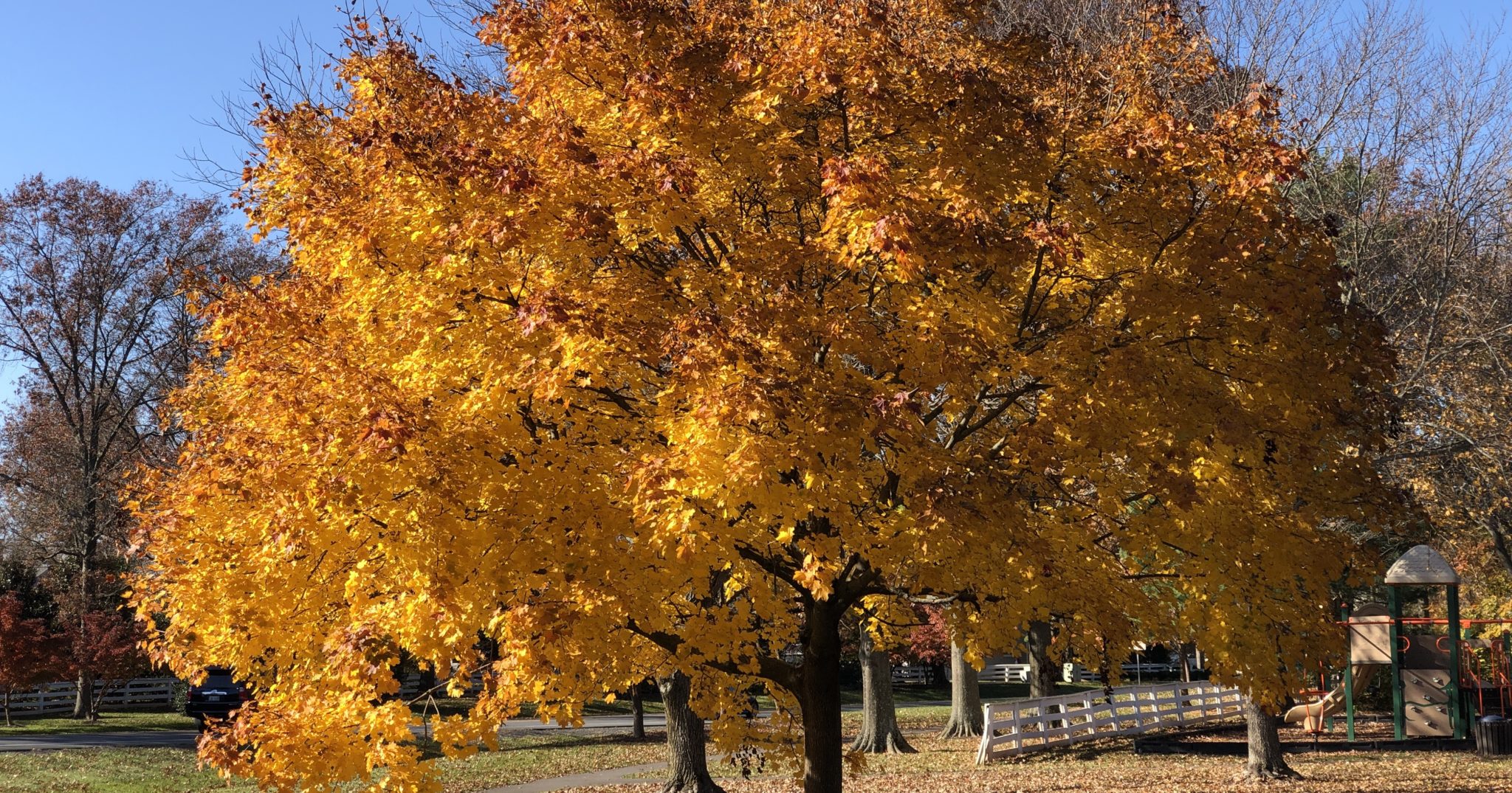 10 Maples with Brilliant Red Fall Leaves - The Garden Magazine