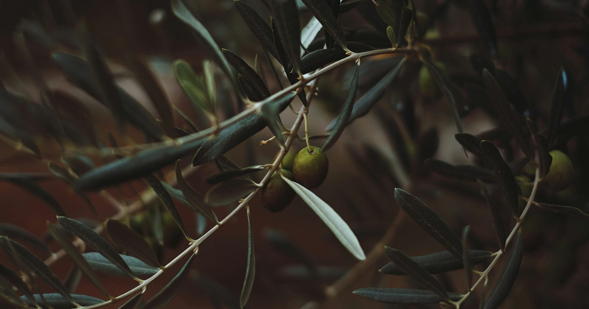 13 Plants That Have Spiritual Significance - The Garden Magazine