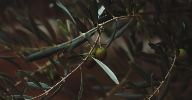 13 Plants That Have Spiritual Significance - The Garden Magazine