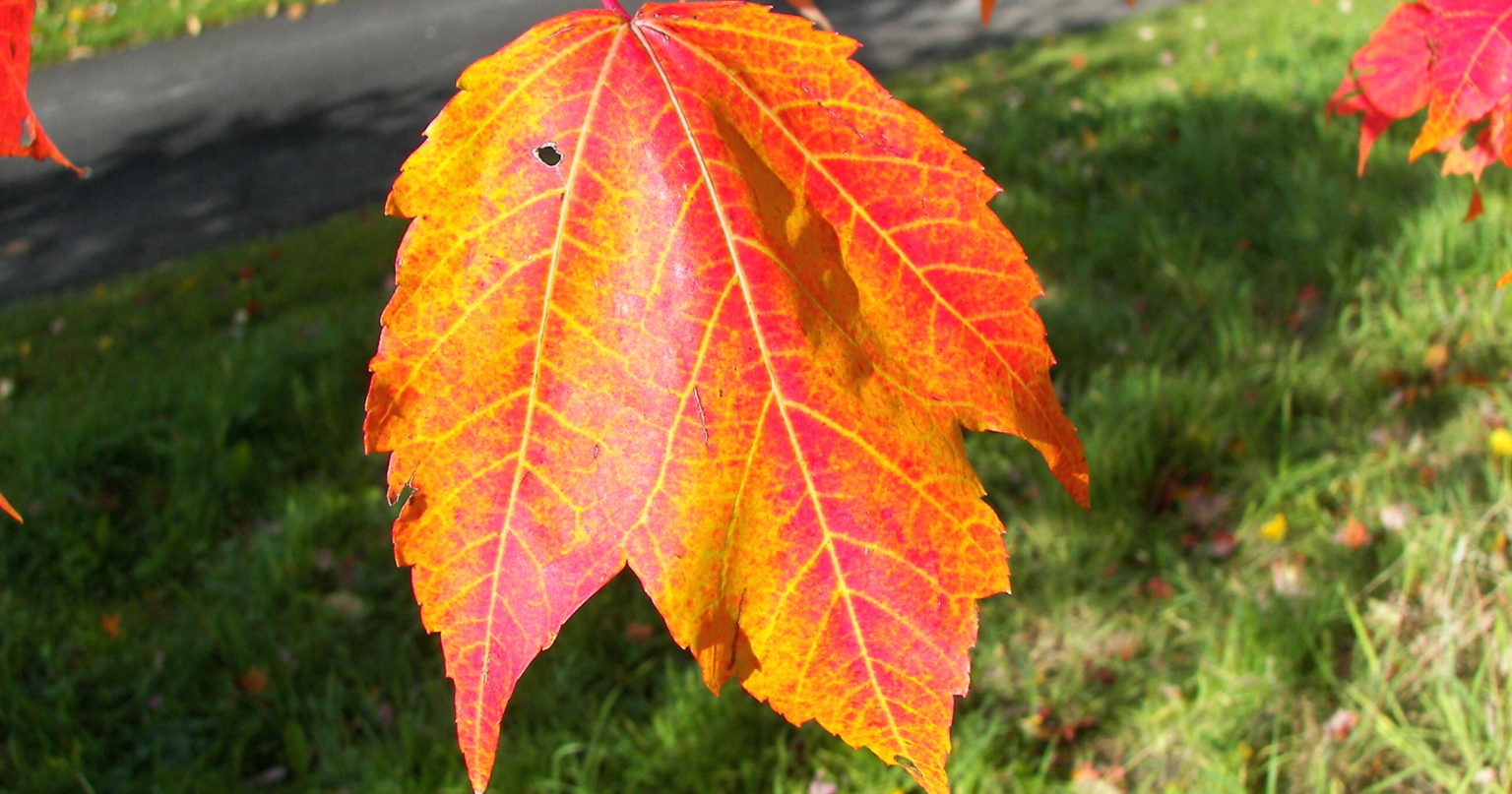 10 Maples with Brilliant Red Fall Leaves - The Garden Magazine
