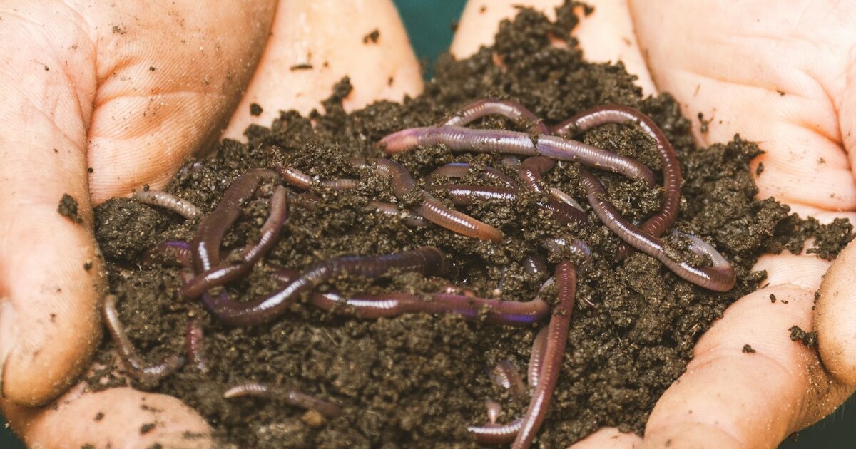 10 Ways To Use Banana Peels In Your Garden - The Garden Magazine