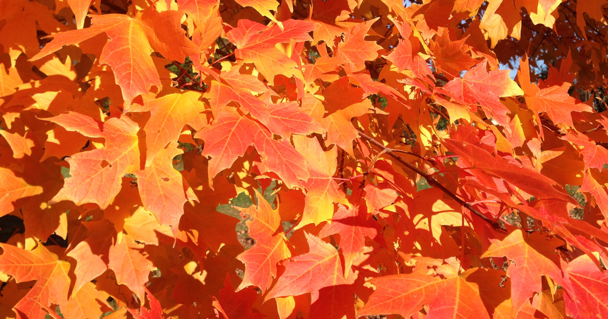 10 Best Trees for Red and Yellow Fall Foliage - The Garden Magazine