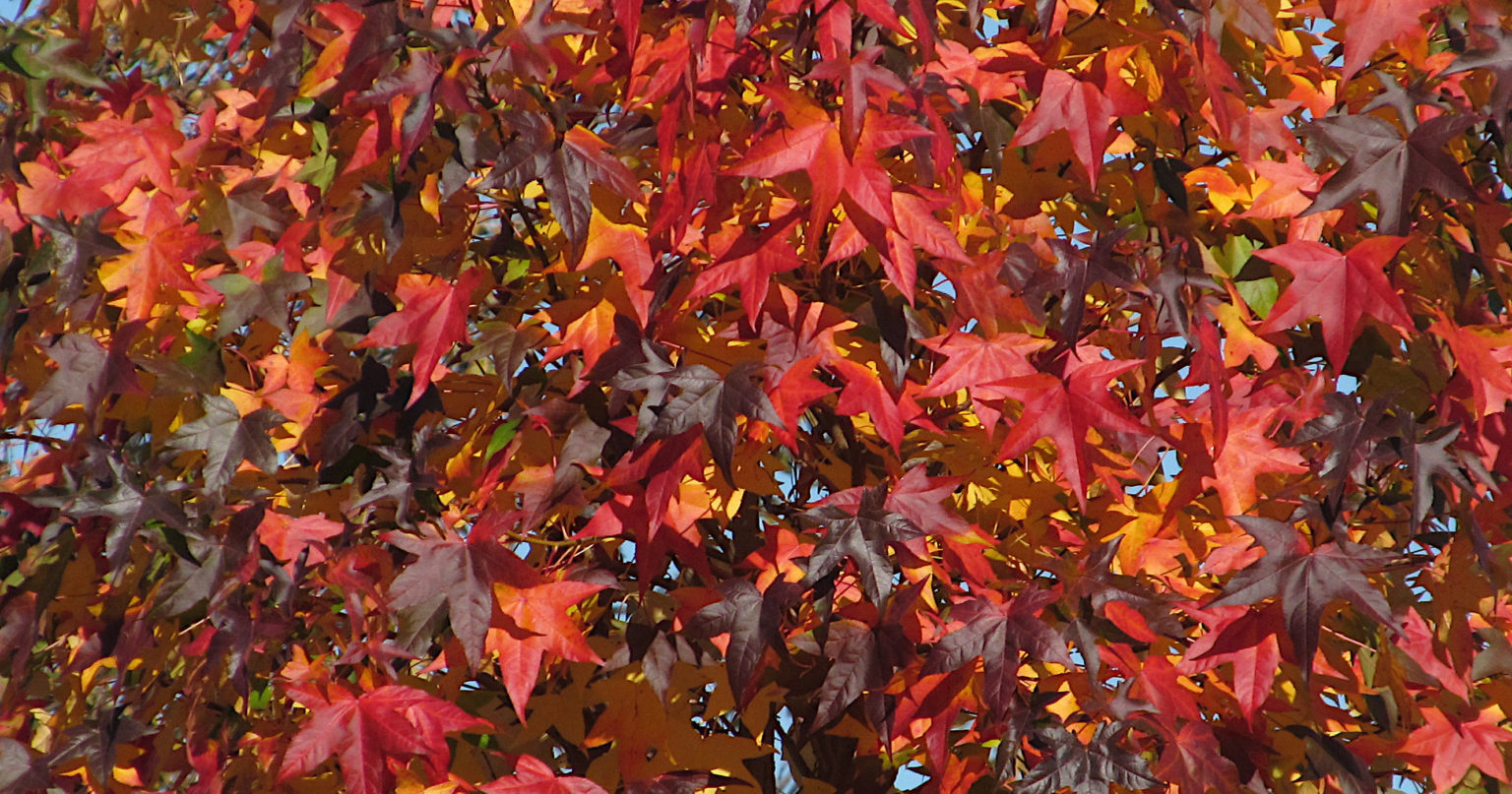 10 Best Trees for Stunning Fall Foliage Displays - The Garden Magazine