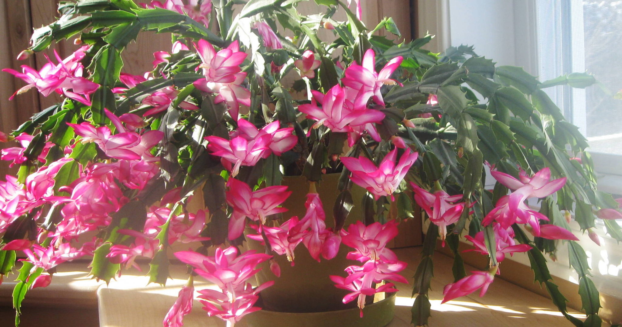 How To Get Your Cactus To Bloom In 5 Easy Steps - The Garden Magazine