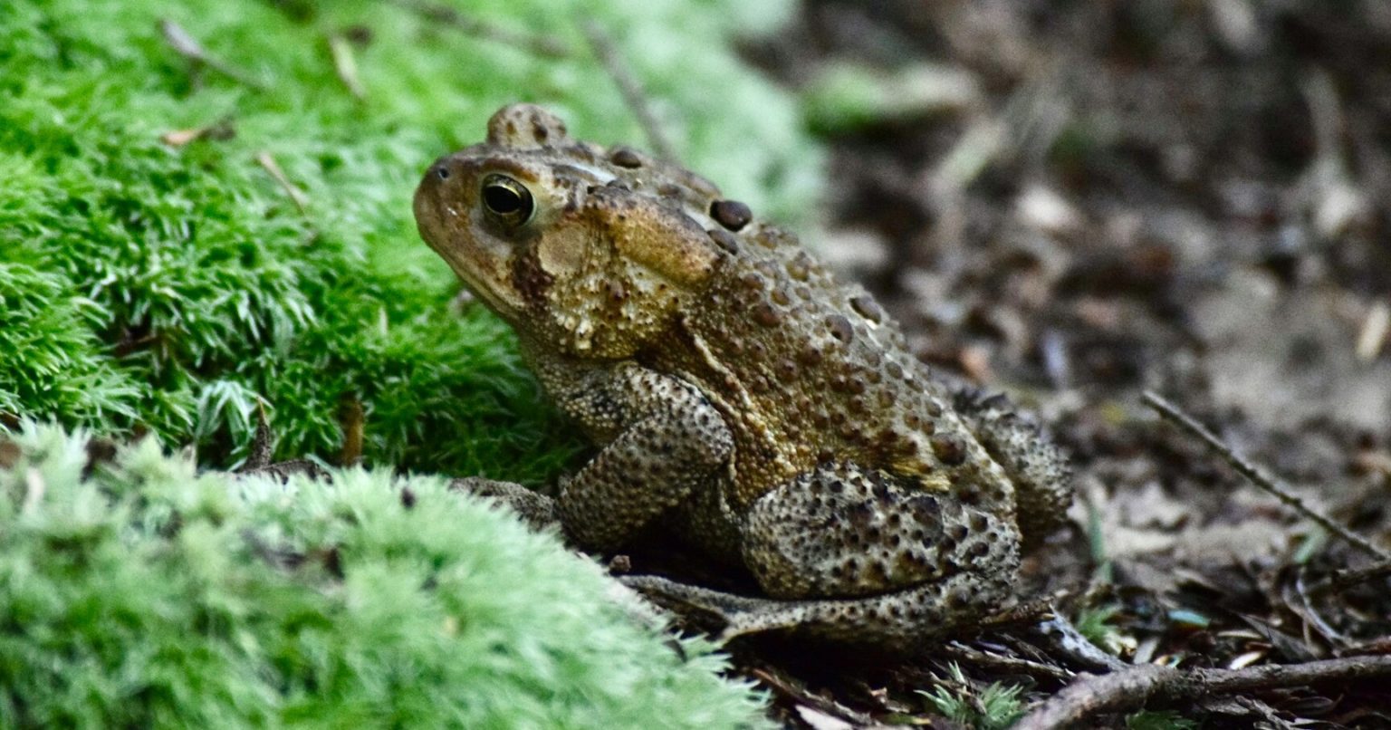 How To Attract Tons Of Toads To Your Garden - The Garden Magazine
