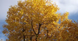 12 Trees with Golden Yellow Leaves in Fall - The Garden Magazine