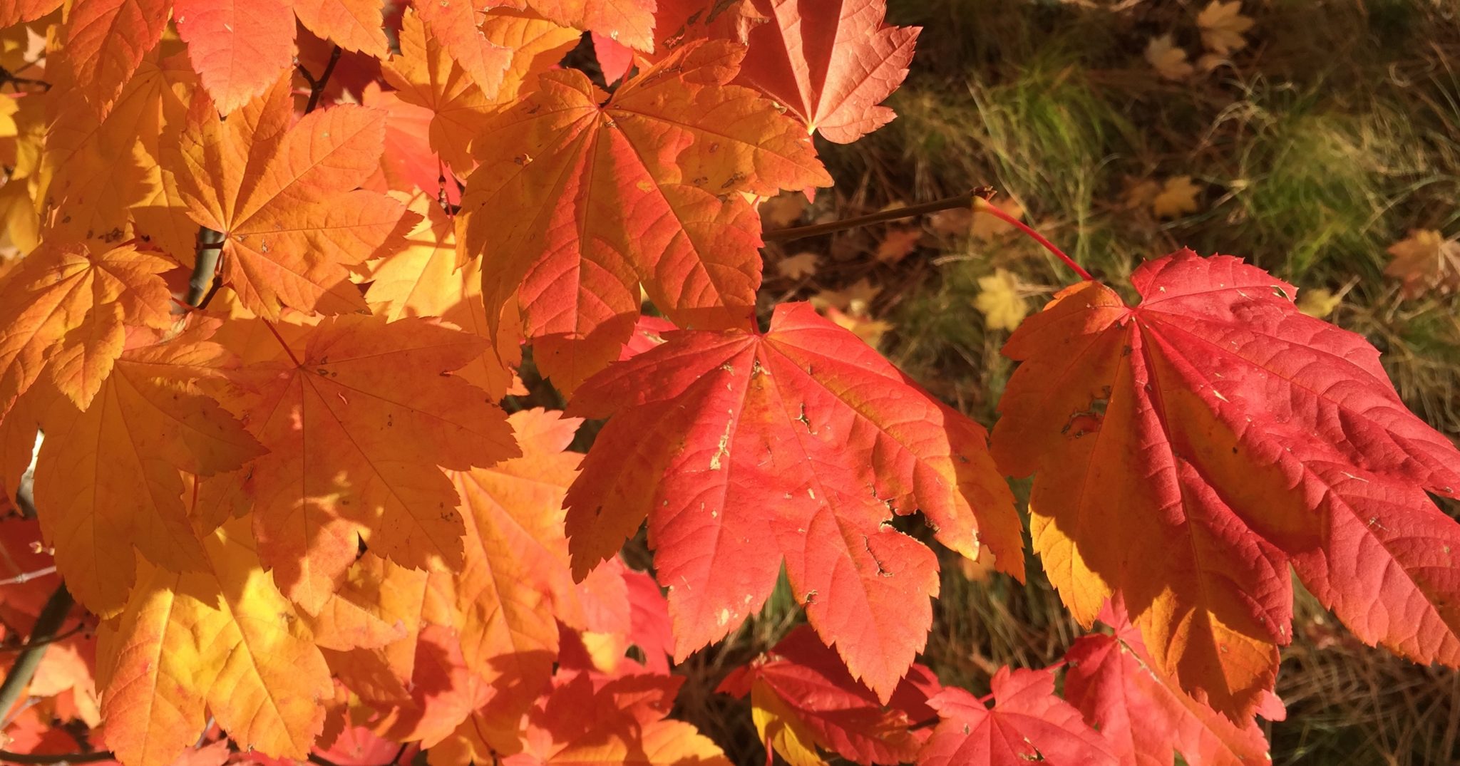 10 Best Trees for Stunning Fall Foliage Displays - The Garden Magazine