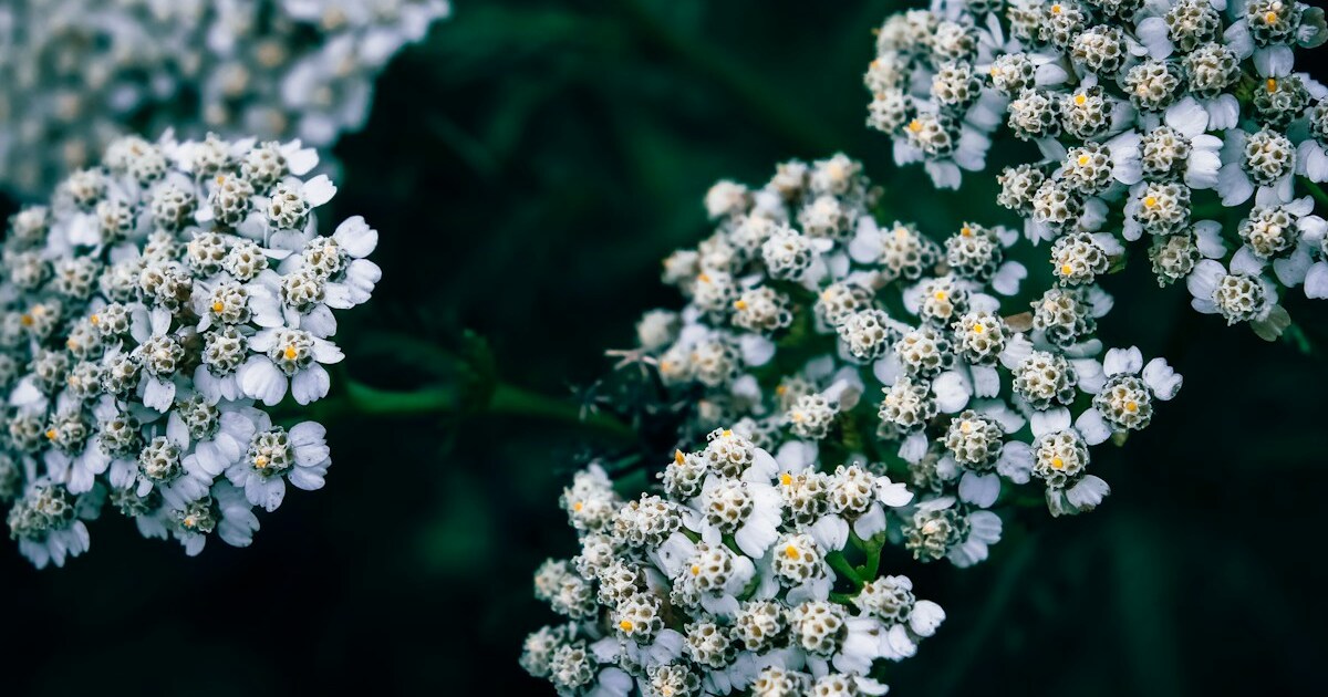 11 Liquid Fertilizer Teas Made From Weeds and Plants - The Garden Magazine