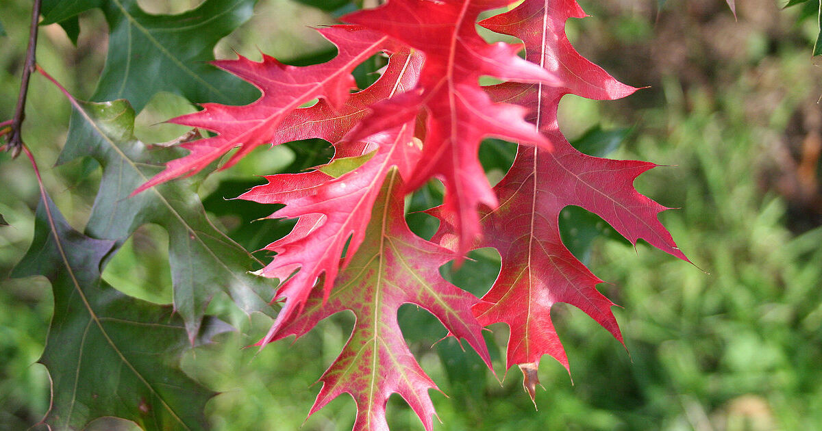 5 Oaks with Spectacular Autumn Foliage - The Garden Magazine