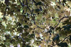 6 Maples with Purple Leaves for Stunning Autumn Displays - The Garden ...