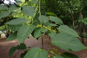 6 Maples with Purple Leaves for Stunning Autumn Displays - The Garden ...