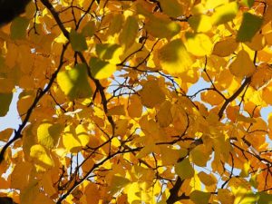 12 Trees with Golden Yellow Leaves in Fall - The Garden Magazine