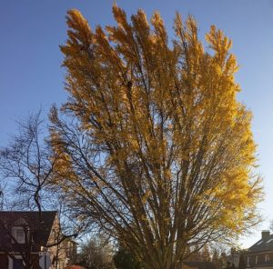 12 Trees with Golden Yellow Leaves in Fall - The Garden Magazine