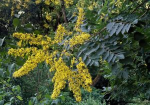 12 Trees with Golden Yellow Leaves in Fall - The Garden Magazine