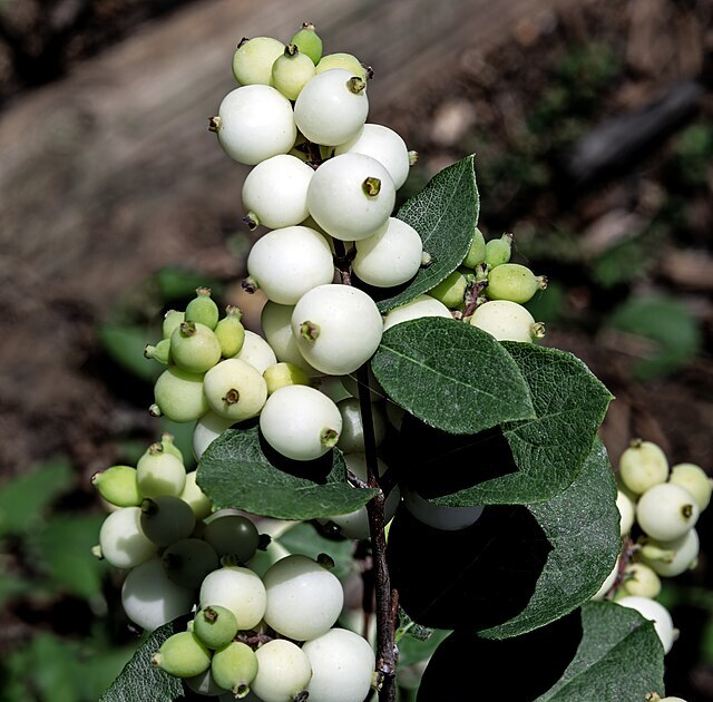 8 Plants with Beautiful Fall Berries and Leaves - The Garden Magazine