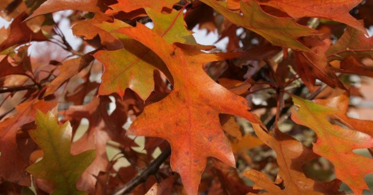 Planting Trees and Shrubs in the Fall: What You Need to Know - The ...